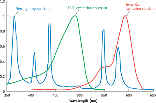 Mercury Light Spectrum