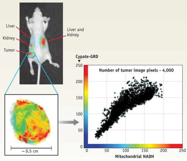 MOLECULAR IMAGING/FLUORESCENCE/CANCER PATHOLOGY: Unraveling the basis ...