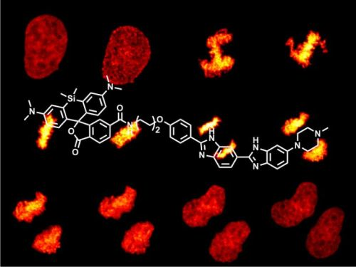 Newly developed far-red DNA stain can image living cells | Laser Focus ...