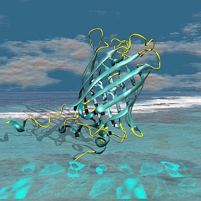 New cyan fluorescent protein yields more sensitive cell imaging | Laser ...