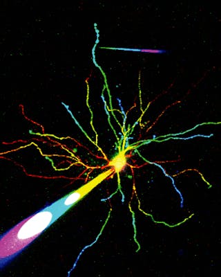 Two-photon imaging enables deeper understanding of neuron function ...