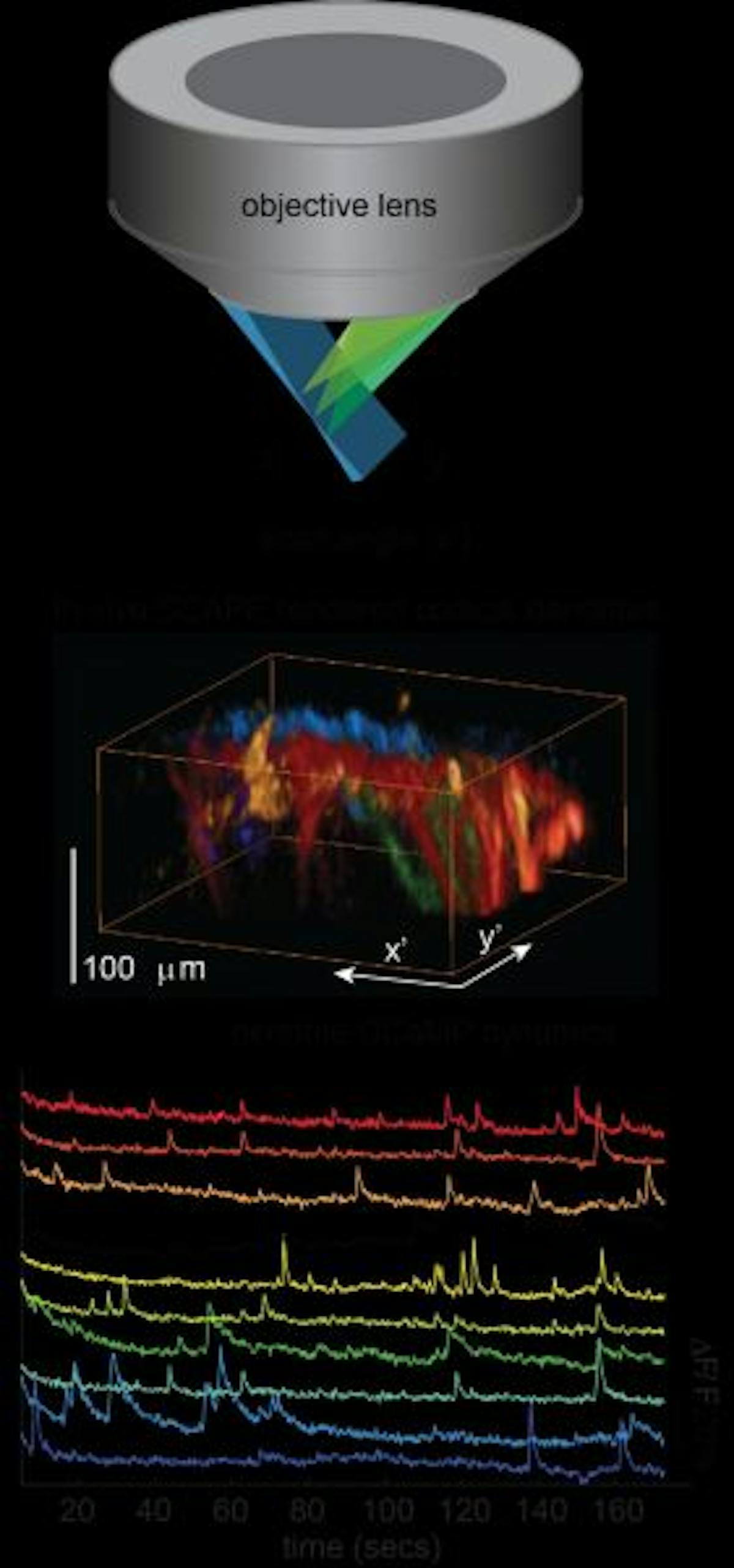 High-speed 3D microscopy approach images live, freely moving samples ...
