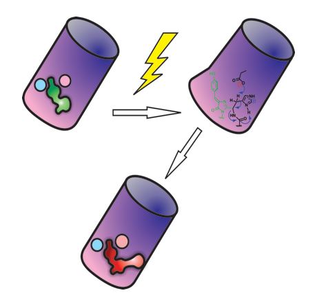 Researchers unlock key mechanism of green fluorescent protein | Laser ...