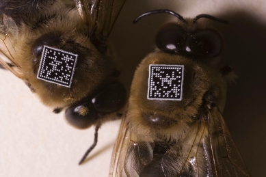 Honeybees are tracked with data-matrix codes and Pictor smart cameras ...