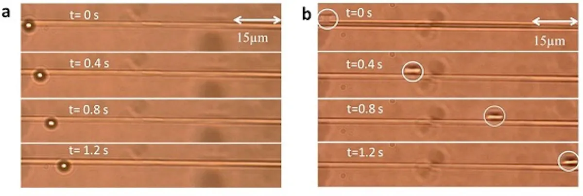 Higher-order fiber modes increase optical force for particle trapping ...