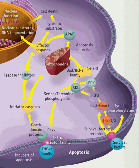 MULTISPECTRAL IMAGING/PATHOLOGY: Quantitating multiple signaling ...