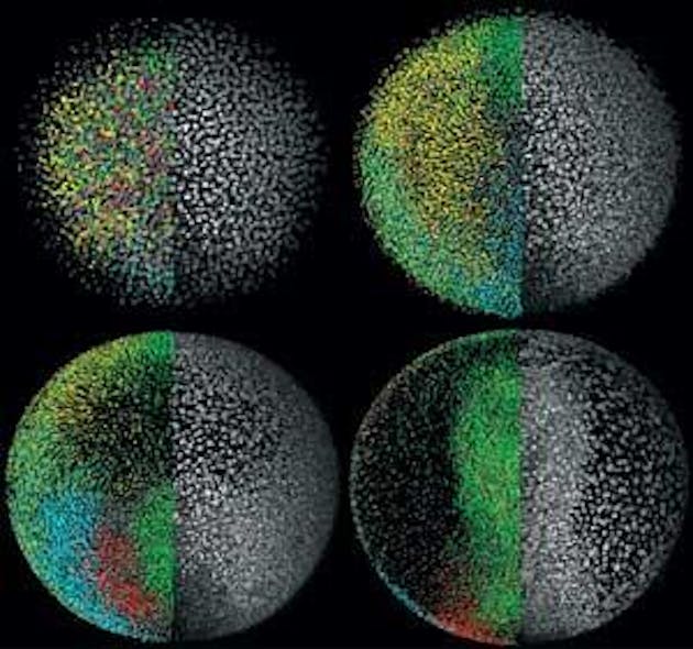 CELL BIOLOGY : Light-sheet microscopes reveal cells in action | Laser ...