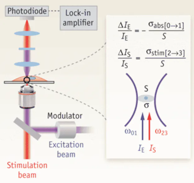 LABEL-FREE IMAGING: Stimulated emission microscopy makes nonfluorescing ...