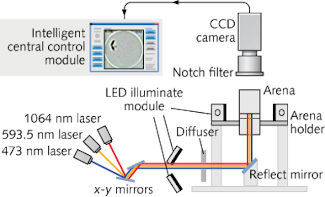 Optogenetics: Lasers control fruit flies for behavioral studies | Laser ...