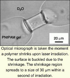 Laser light transforms polymer gel | Laser Focus World