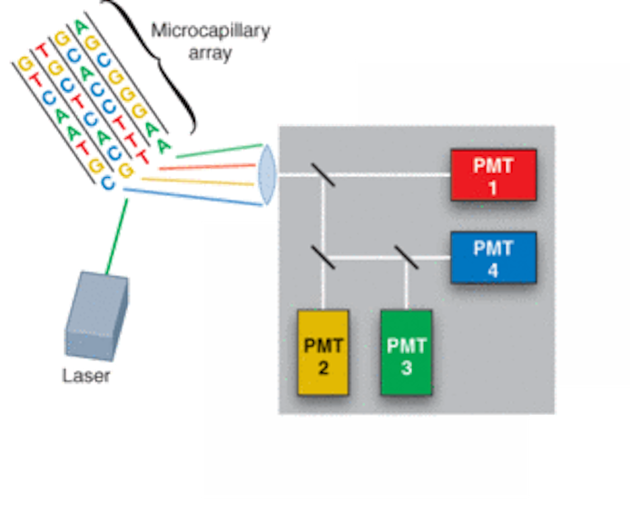 PHOTOMULTIPLIER TUBES: PMT detectors address DNA sequencing | Laser ...