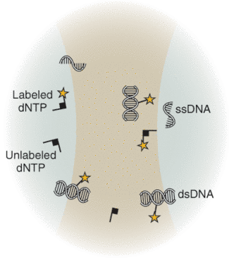 PHOTOMULTIPLIER TUBES: PMT detectors address DNA sequencing | Laser ...