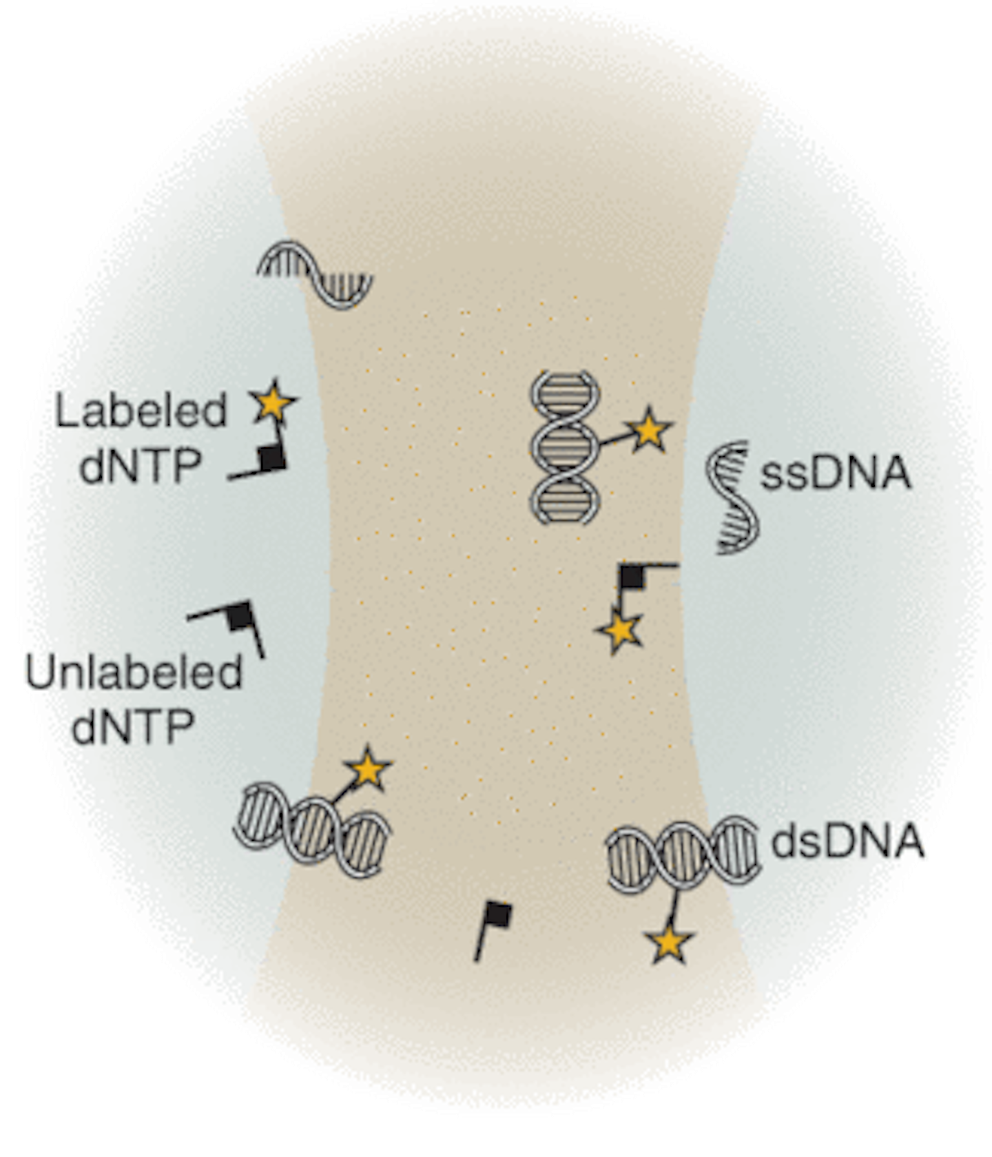 PHOTOMULTIPLIER TUBES: PMT detectors address DNA sequencing | Laser ...