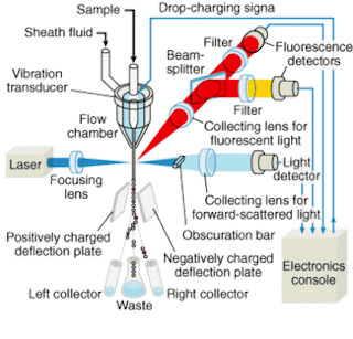Semiconductor lasers shed new light on flow cytometry | Laser Focus World
