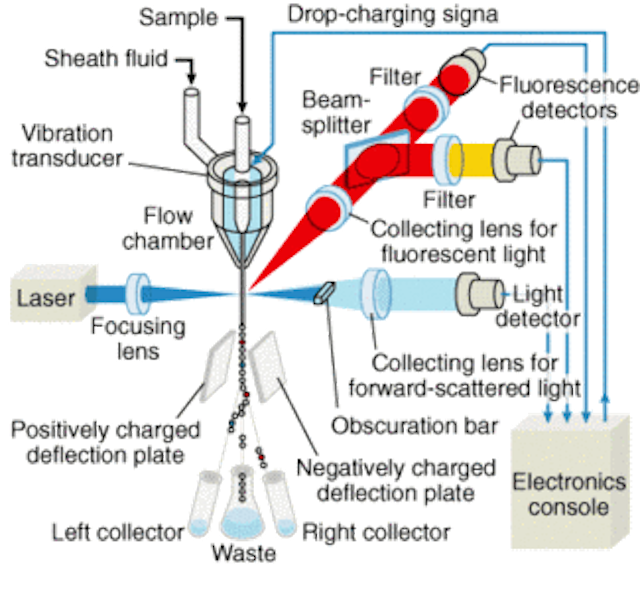 Semiconductor lasers shed new light on flow cytometry | Laser Focus World