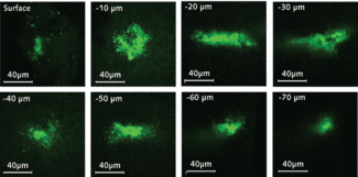 ADAPTIVE OPTICS: Fluorescent microspheres enable adaptive-optics microscopy | Laser Focus World