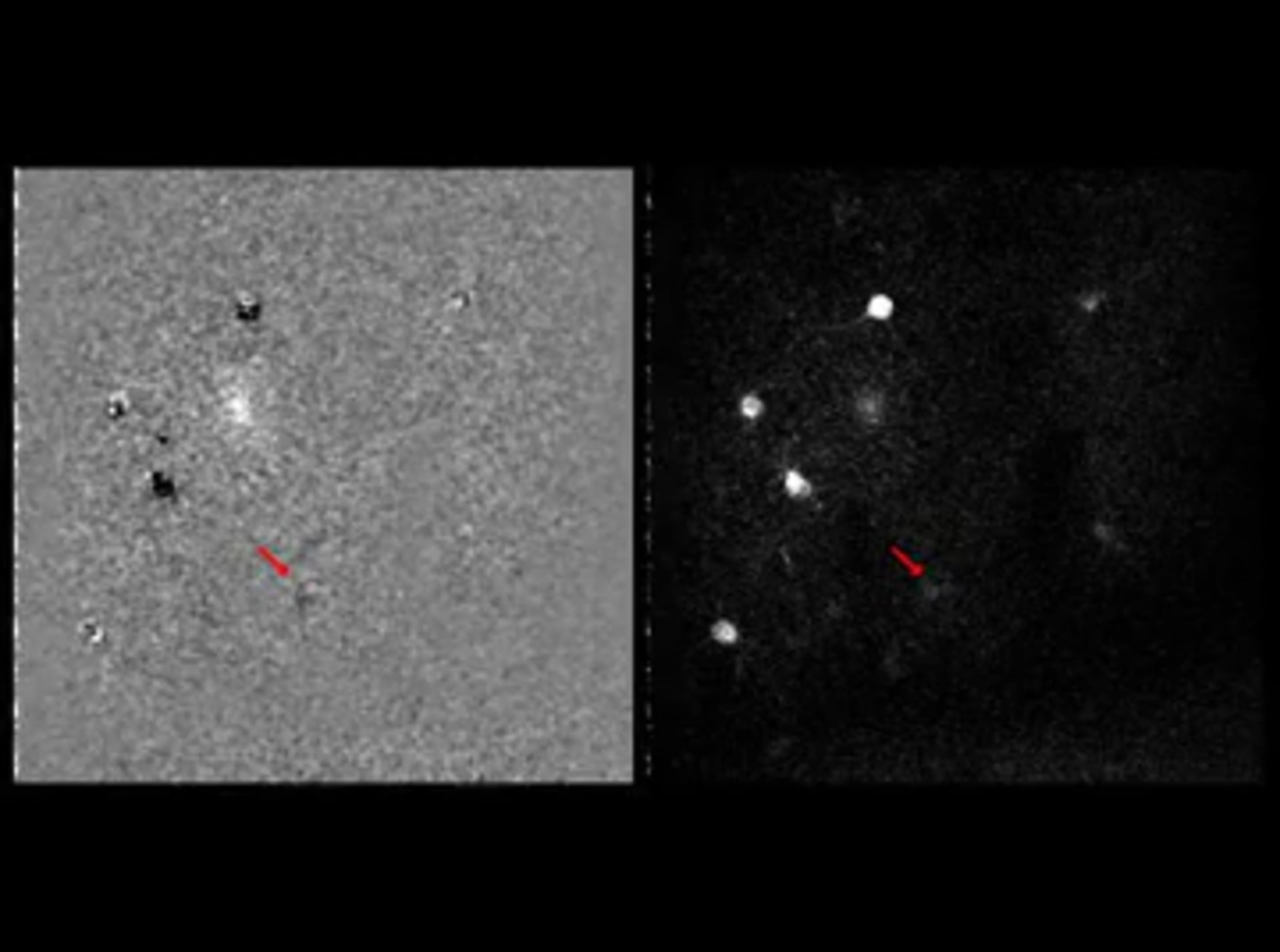 Holographic stimulation of cortical neurons | Laser Focus World