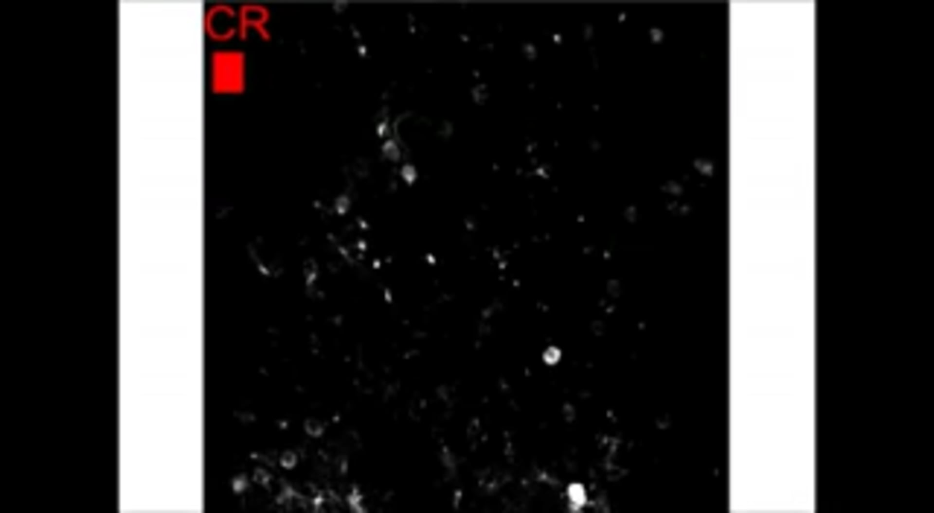 Two-photon imaging during behavior | Laser Focus World
