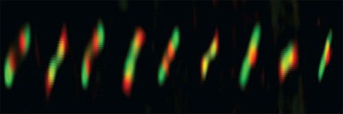 Super-resolution microscopy shows how proteins in E. coli bacteria ...
