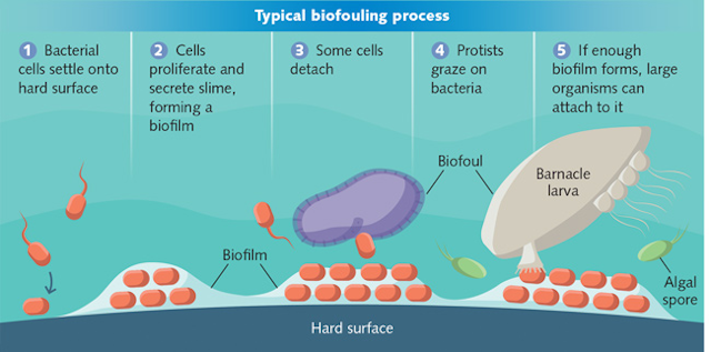 Photonic Frontiers: LEDs - UVC LEDs reduce marine biofouling | Laser ...