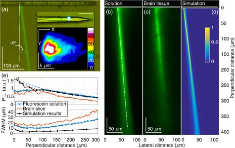 Optical probes overcome light-scattering issue in deep-brain imaging ...