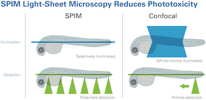 Light Sheet Fluorescence Microscopy Cost | Shelly Lighting Light Sheet Fluorescence Microscopy Cost | Shelly Lighting
