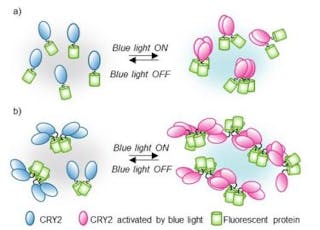 Technique for blue-light optogenetics triggers protein cluster ...