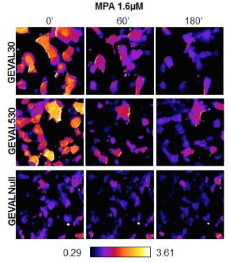 Fluorescent sensors show promise for new cancer therapies | Laser Focus ...