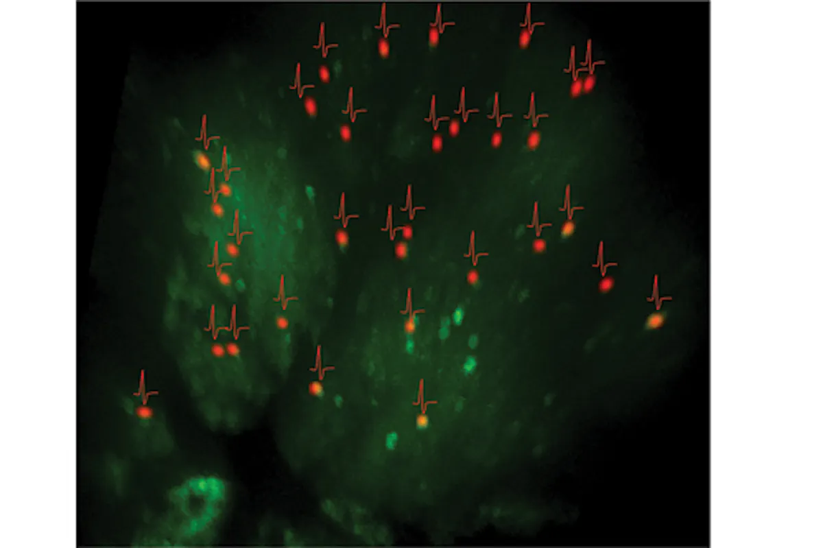 Multiphoton holography and new opsins allow 3D tens-of-neurons ...