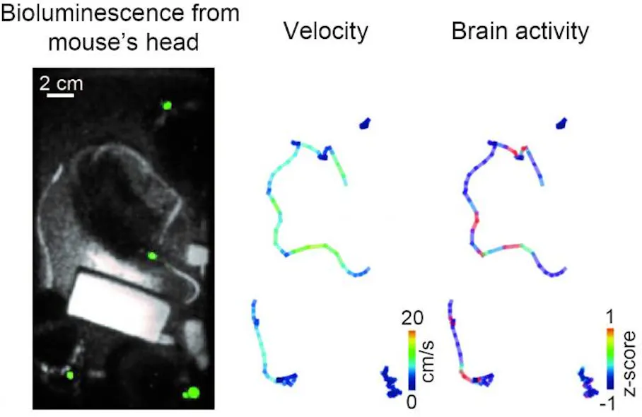 Brain imaging method is cable-free for improved social neuroscience ...