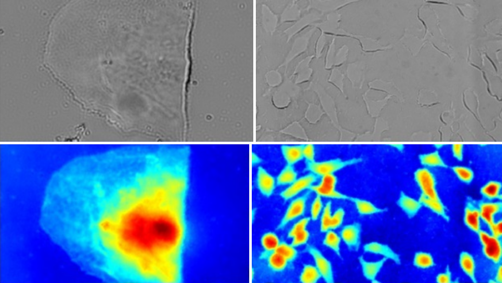 Inexpensive white-light microscopy technique quantitatively captures ...