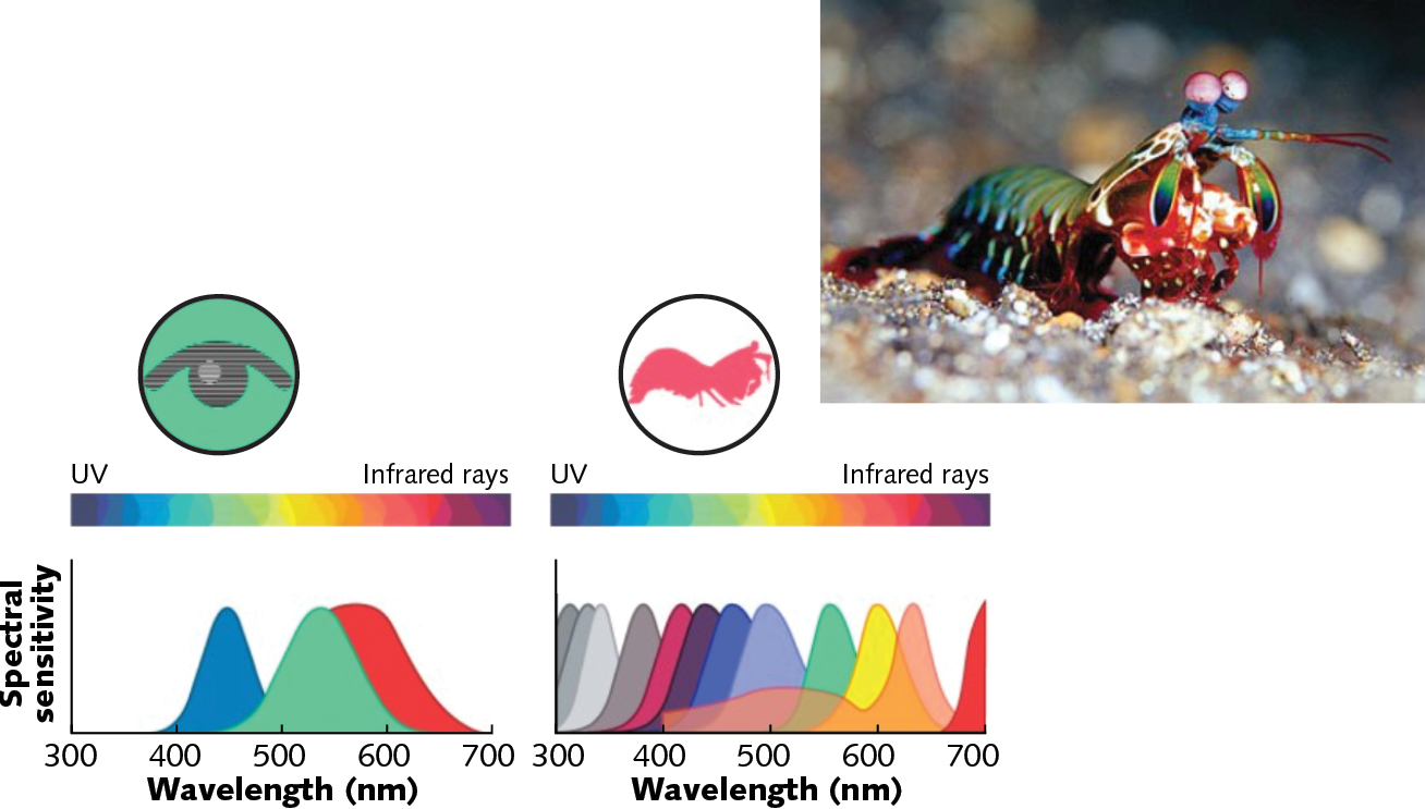 Mantis Shrimp Vision Simulation