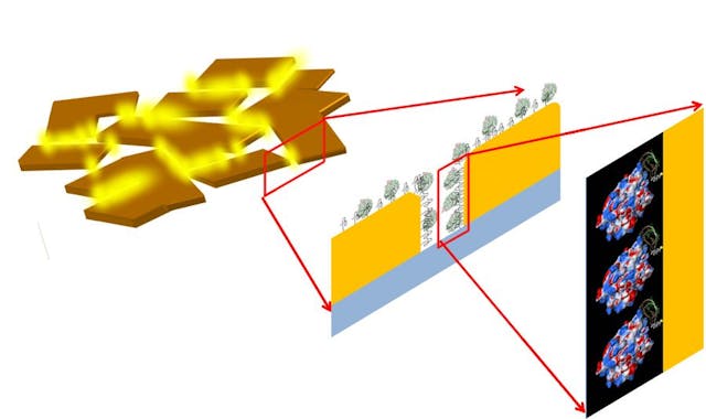 METAMATERIALS/MICROSCOPY/CARDIOLOGY: Magnifying biology with ...