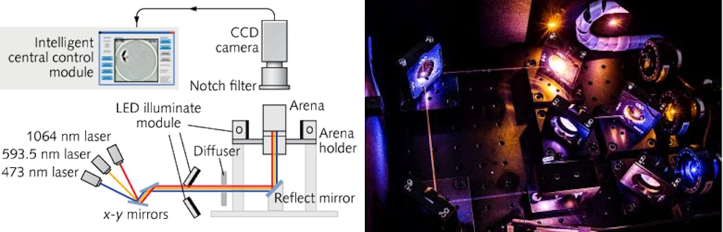 Optogenetics: Lasers control fruit flies for behavioral studies | Laser Focus World