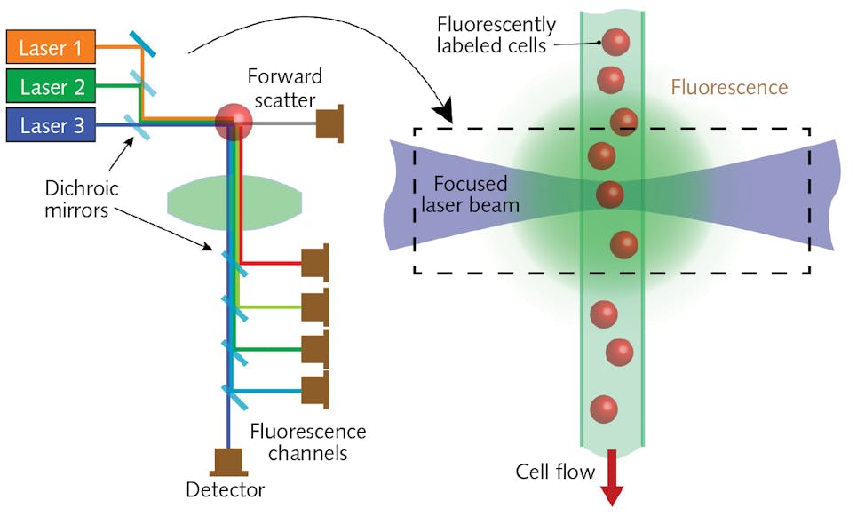 Trends in flow cytometry lasers call for more new wavelengths | Laser ...