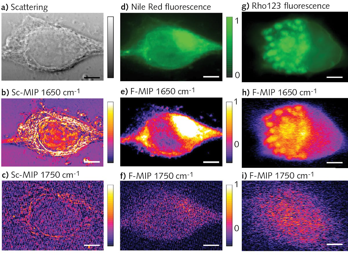Researchers demonstrate new approaches to IR microscopy | Laser Focus World