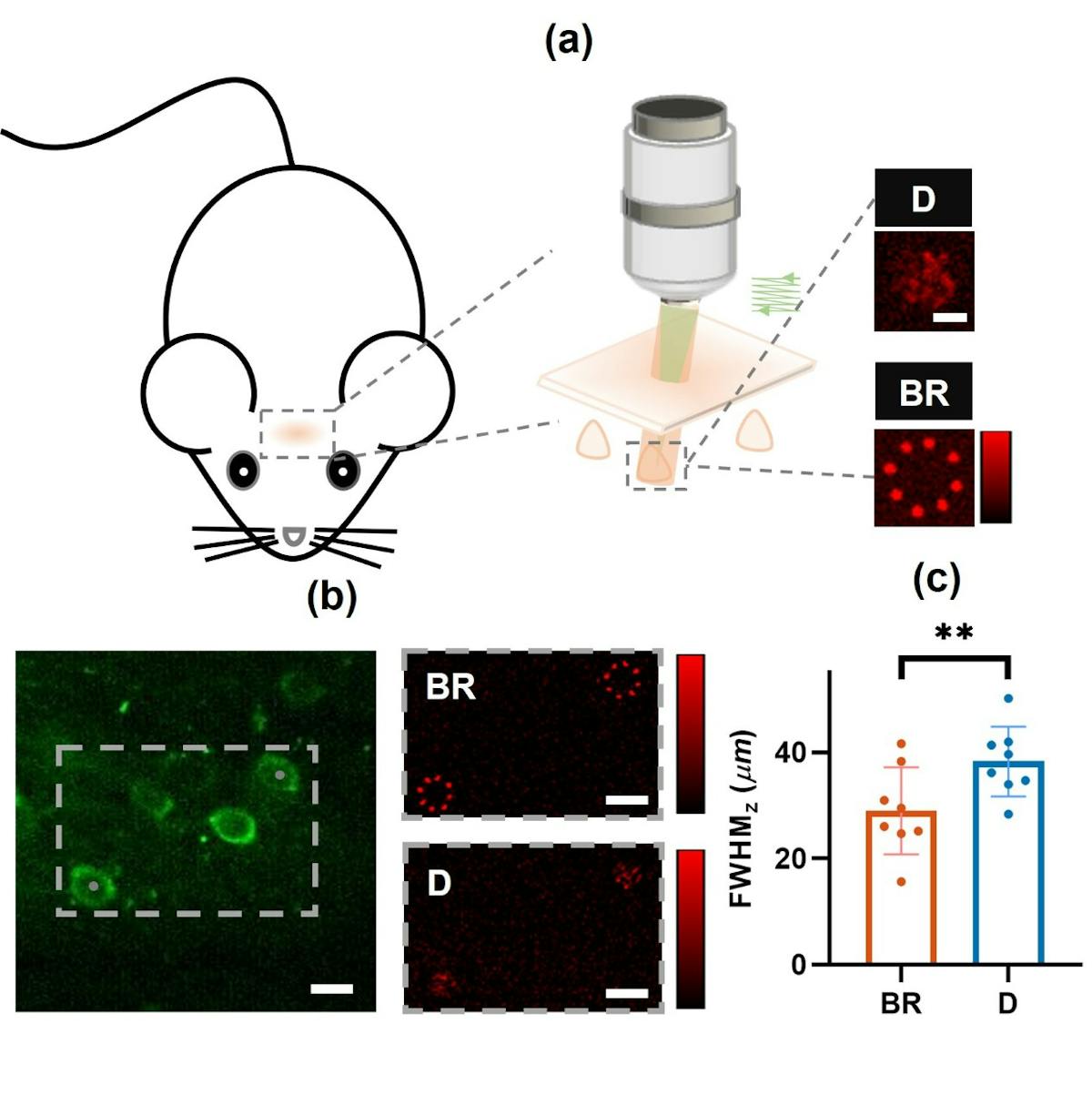 Quick two-photon optogenetics fix enables all-optical physiology ...