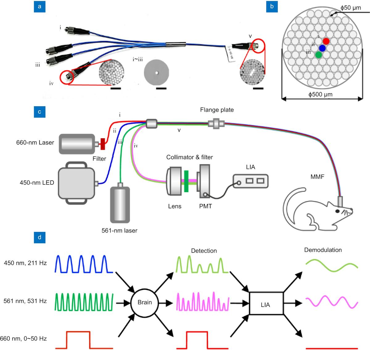 Advances in fiber photometry help demystify the brain | Laser Focus World