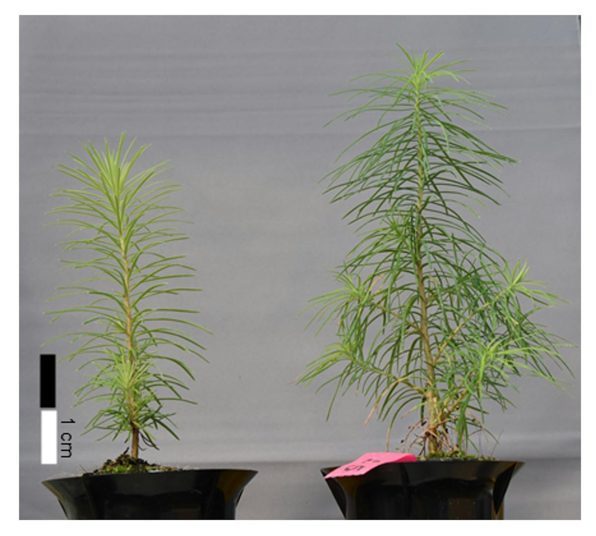 UV to red light conversion boosts plant growth | Laser Focus World