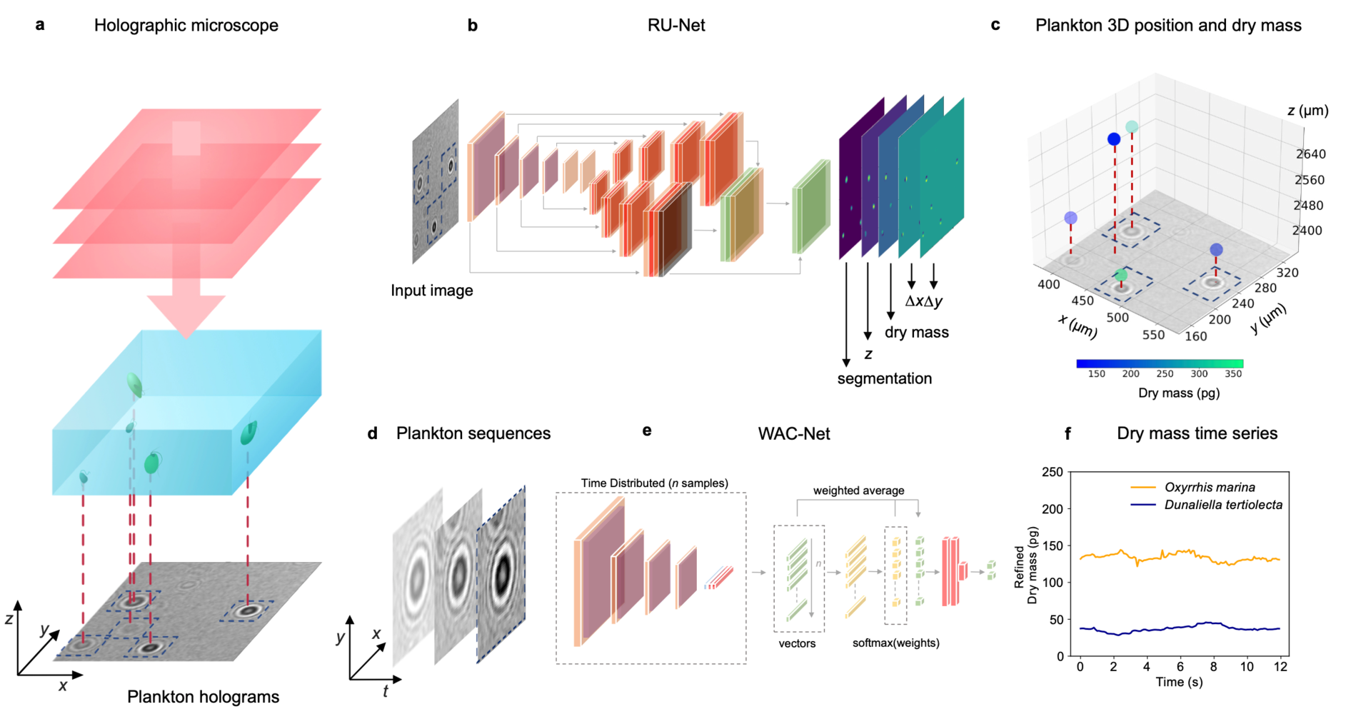 Under the sea: Holographic microscopy gets to the heart of plankton ...