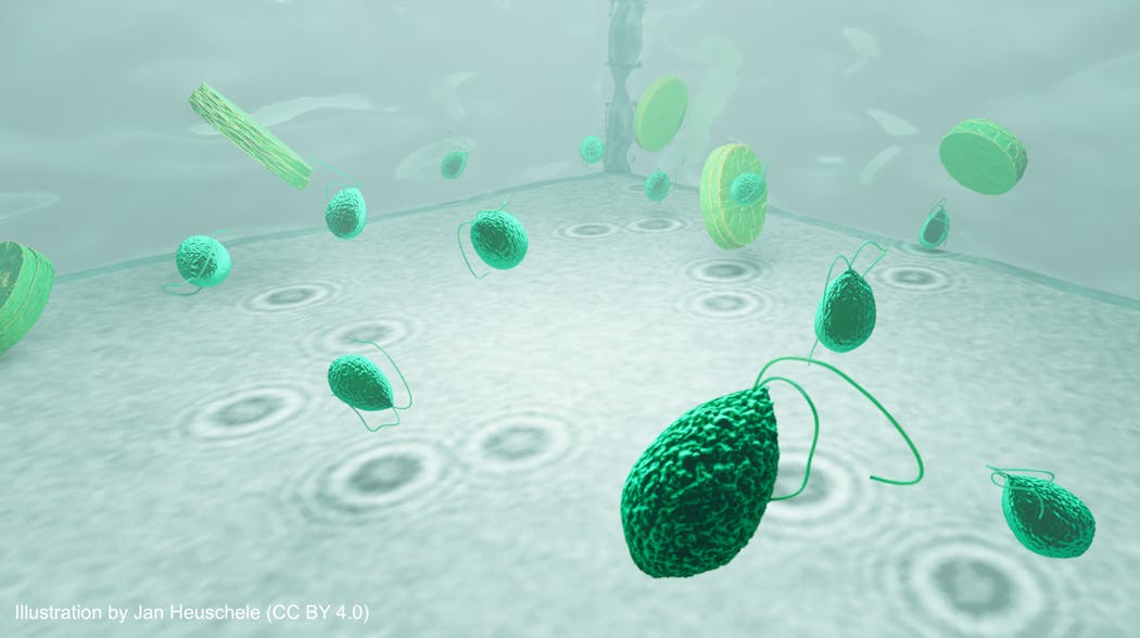 Under the sea: Holographic microscopy gets to the heart of plankton ...