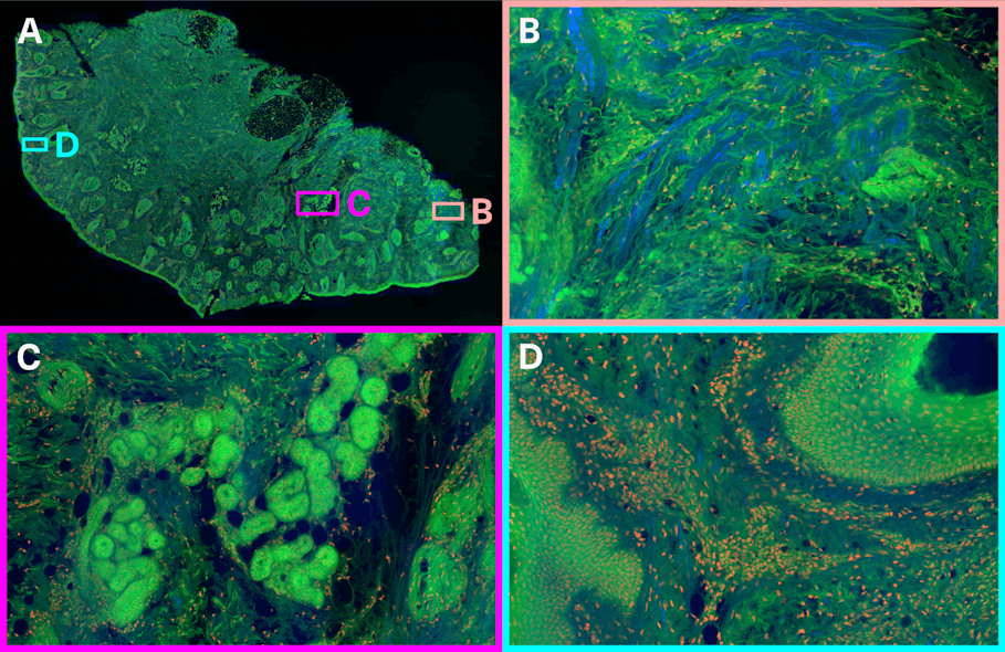 Two-photon microscopy advances bio research | Laser Focus World