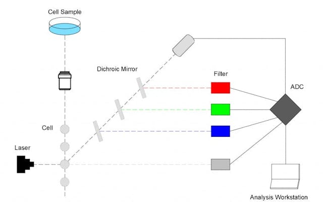 Flow Cytometry: Shedding Light on Cellular Diversity and Analysis ...