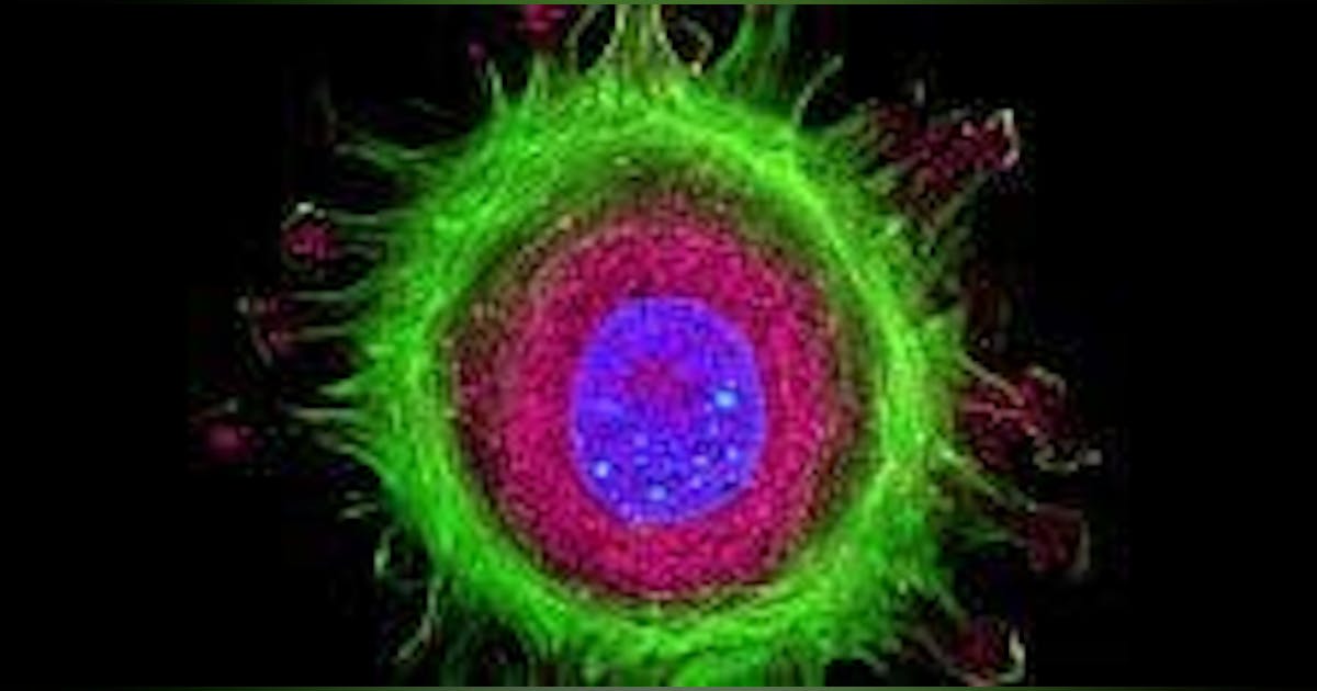 Understanding Key Optical Techniques Fluorescence Lifetime Imaging